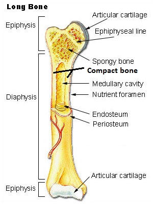 Internal Bone Structure Bone Fracture Repair